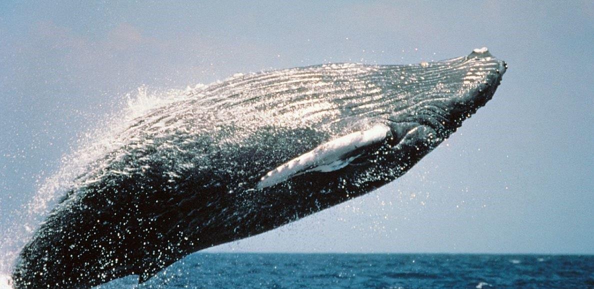 Hvalen Hvalborg i Dragør: Det var en pukkelhval - AmagerNyt