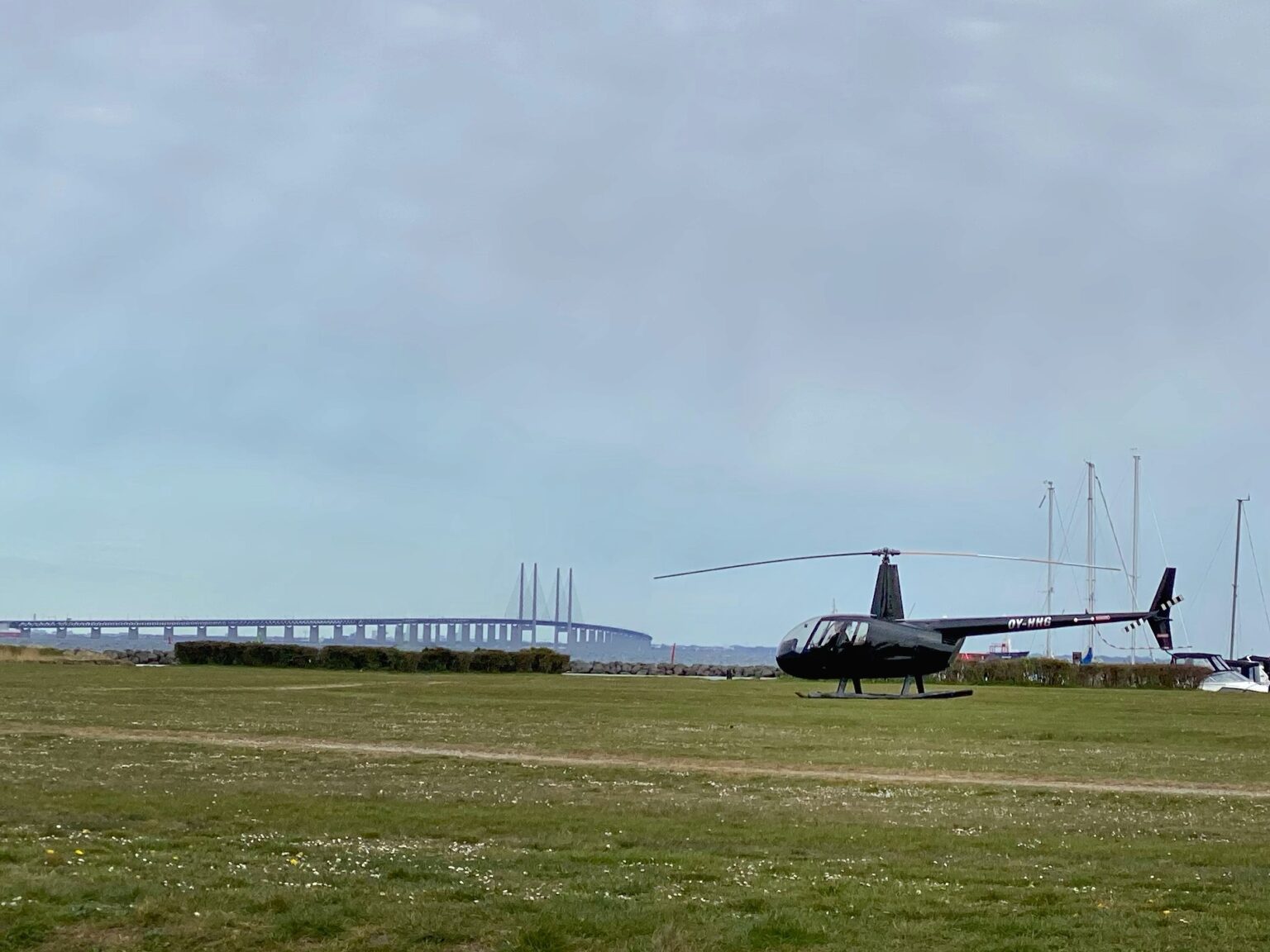 Stor sort fugl spottet i Dragør - AmagerNyt